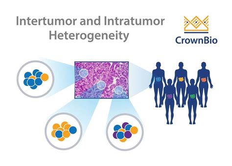 Tumor Heterogeneity In Preclinical Oncology Models