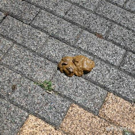 狗狗大便不成形精神好食欲好 知乎