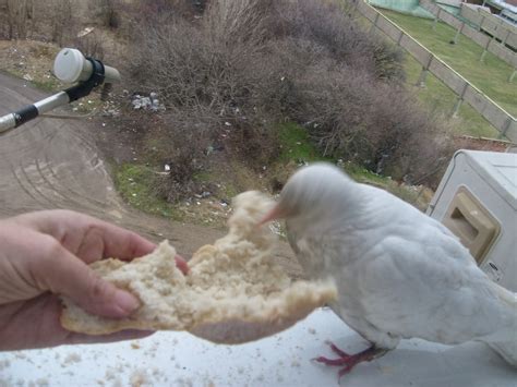 Истината е любов 1221 БЕЛИЯТ ГЪЛЪБ ПРАТЕНИК СВИШЕ 14 01 2011