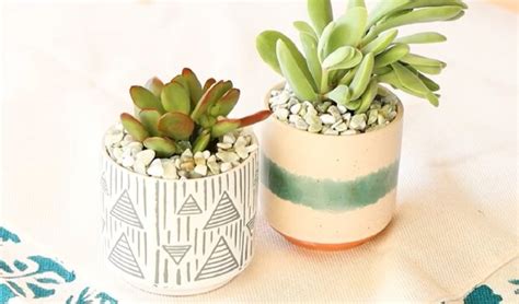 Квіти в горщиках які мають бути у кожному будинку Читайте на Ukr Net