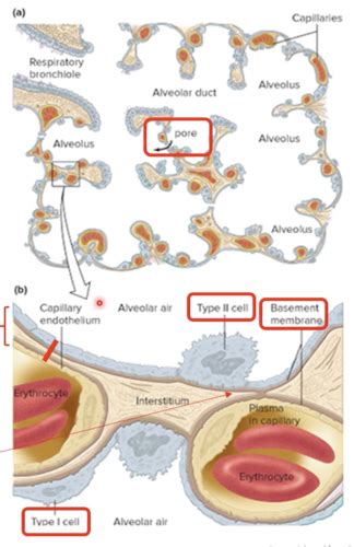 PHSL Lecture Flashcards Quizlet