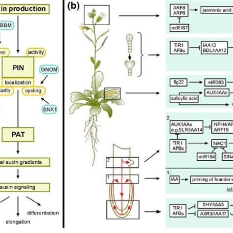Iaa Biosynthesis A And Metabolism B Can Be Realized By