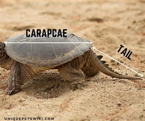 Snapping Turtle Tail Understanding Appearance Size And Sexing