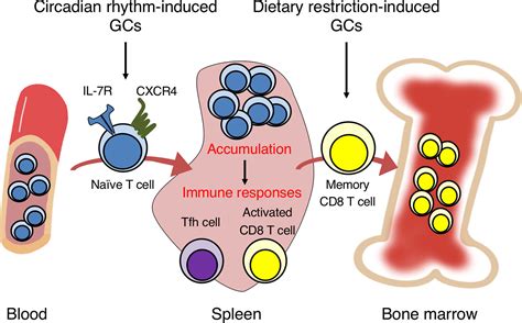 Glucocorticoids Function