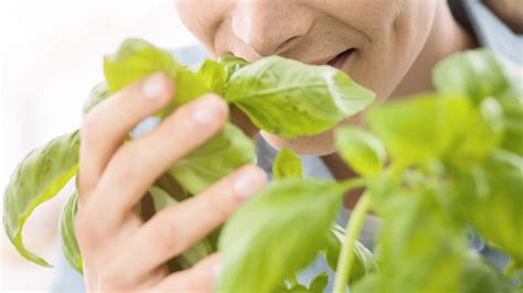 Msgp3l Smart Indoor Gardening Bosch Pt