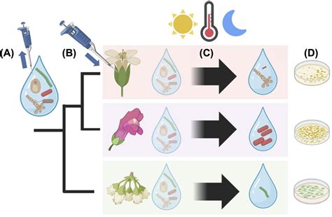 Schematic Overview Of The Experiment A We Prepared A Standardised