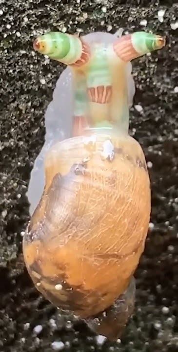 기생충 달팽이 Youtube