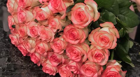 Камелия Сеть цветочных магазинов в Киеве Цветы оптом Киев Оптовая база склад цветов от