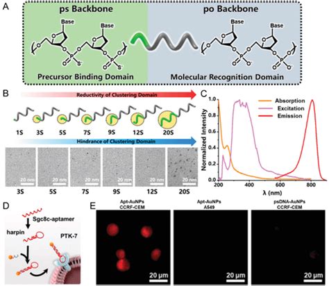Surface Functionalization Of Dna Molecules A Schematic Diagram Of Download Scientific Diagram