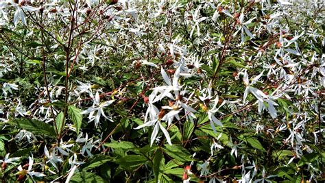 Редкое декоративное растение похожее на нежное воздушное облако Gardenlife Дзен