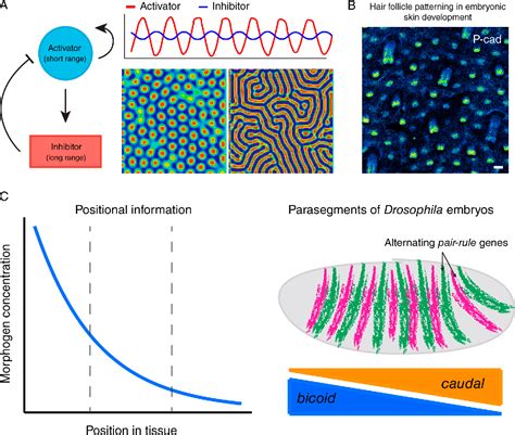 Figure 1 From Tissue Patterning And Cellular Mechanics Semantic Scholar