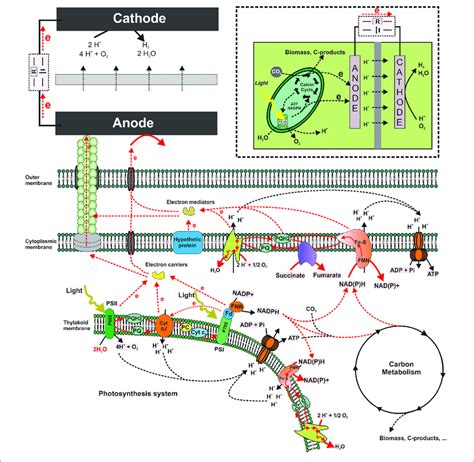 Schematic Of Biophotovoltaics Putative Electron Transfer Pathways