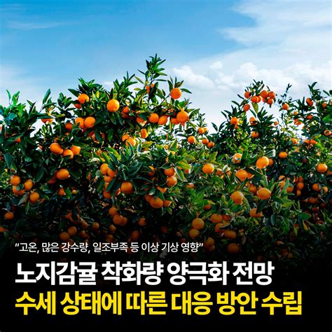 제주특별자치도 이상 기상으로 노지감귤 착화량 양극화 전망에 따른 대응 방안 수립 제주특별자치도 농업기술원은 지난해 가을철 9~11월 고온과 일조 부족으로 인한 저장