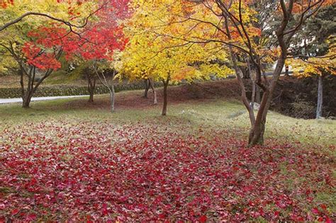 紅葉に関する季語 季語とこよみ
