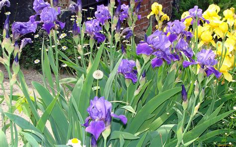 Обои Цветы Ирисы обои для рабочего стола фотографии цветы ирисы сиреневый желтый Обои для
