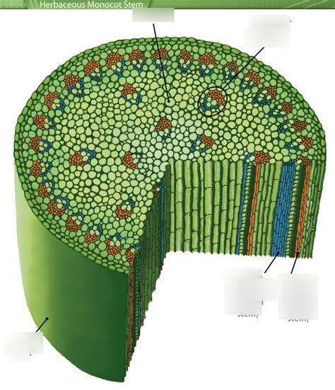 4 C Herbaceous Monocot Stem Diagram Quizlet
