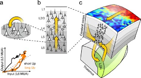 Multiscale Organization Of Slow Oscillations A At The Lowest Spatial Download Scientific