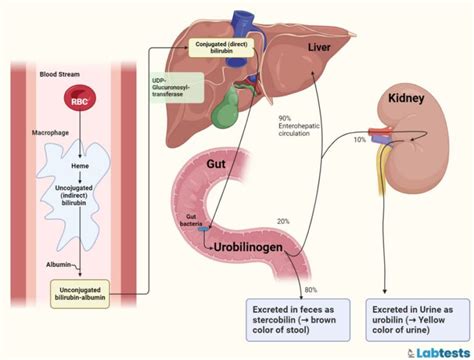 Blood Serum Bilirubin And Urine Bilirubin Tests Normal Range And Blood Serum Bilirubin And Urine Bilirubin Tests Normal Range And