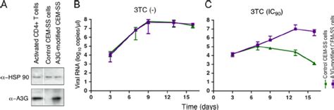 Immunoblot Analysis Of A3g Protein In Modified Cem Ss Cells And