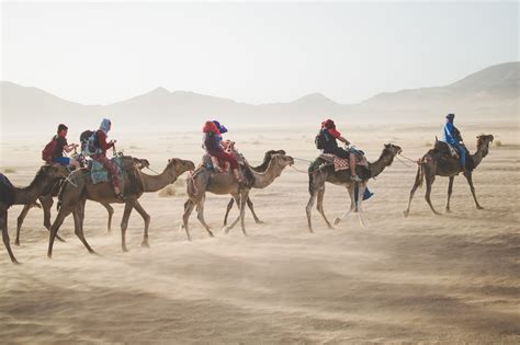 A Group Of Young People Riding Camels Across The Sahara Desert Camel