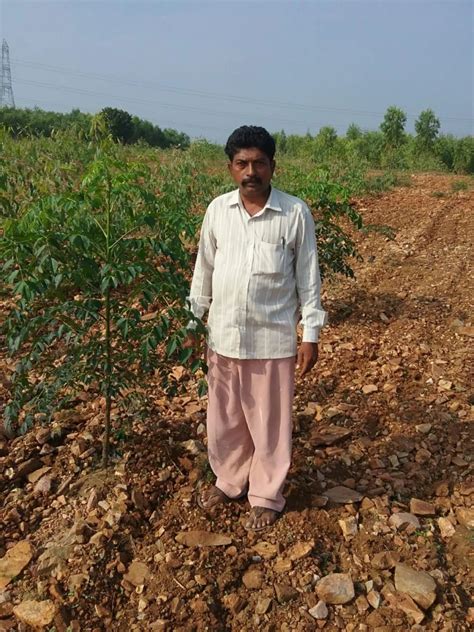 Rajesh Kumar Sahoo On Linkedin Jaikishan Agroforestry Meliadubia