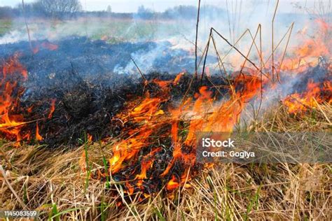 들판에 잔디를 굽기 근처의 숲과 건물에는 위험과 화재 위험이 있습니다 급속 화 염 확산 건조한에 대한 스톡 사진 및 기타 이미지 Istock