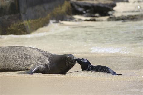 Hawai Acordona Parte De Una Playa Tras Nacimiento De Foca Infobae