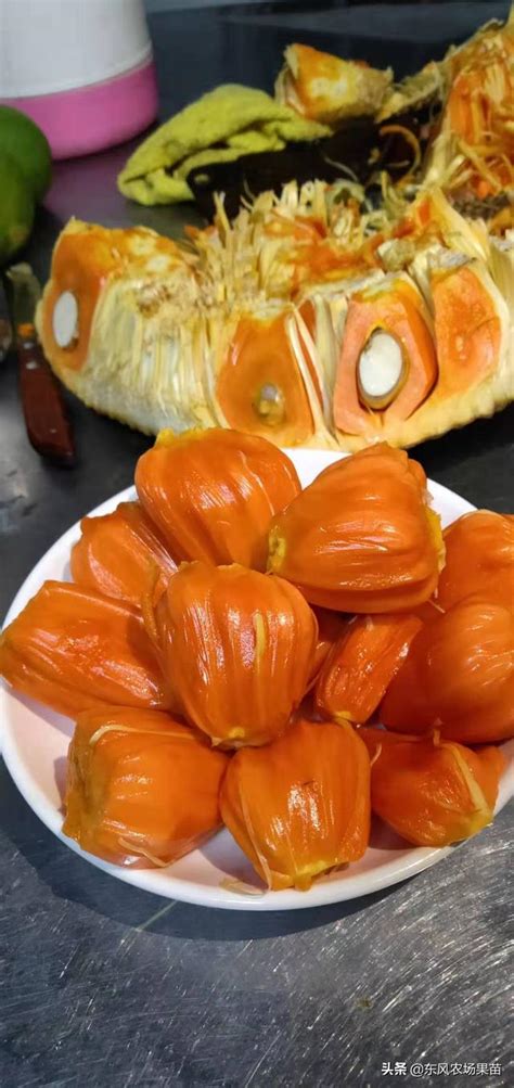 供應泰國7號紅肉菠蘿蜜苗 每日頭條