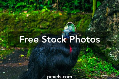 Java Mangga Animation Photos Download The Best Free Java Mangga