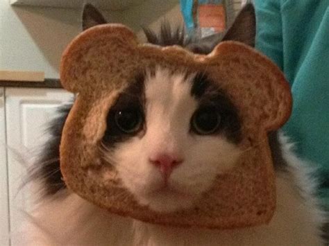 Adorable Cat With Toasted Bread Hat Cat With Bread Ears