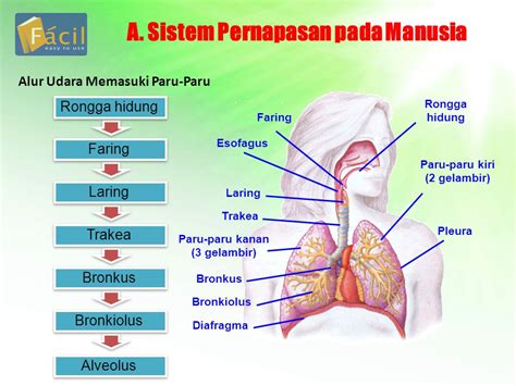 Ppt Comparative Anatomy Urogenital System Powerpoint