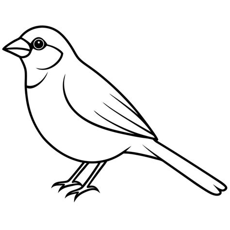 Sparrow Illustration Line Art 50999473 Vector Art At Vecteezy