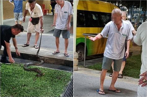 Man Taken To Hospital After He Was Bitten By Python Caught In Kallang