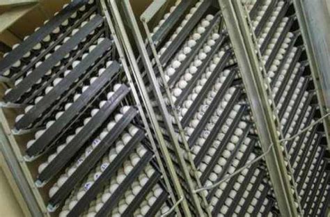 Ensuring Flock Performance Health And Livability Through A Multifactorial Approach