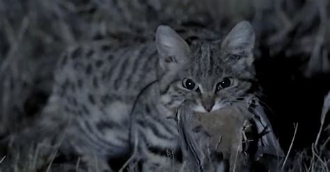 Collection Of Expressive Animals For Your Pleasure Album On Imgur