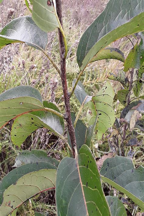 Persimmon Oklahoma State University