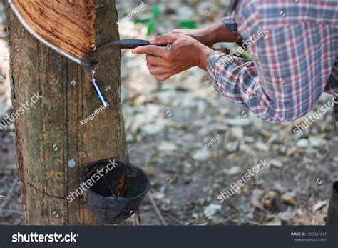 Female Laborers Cut Rubber Trees Garden Stock Photo 1965351817 Shutterstock