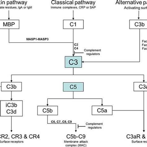 The Central Complement Component C Is Activated By Three Major