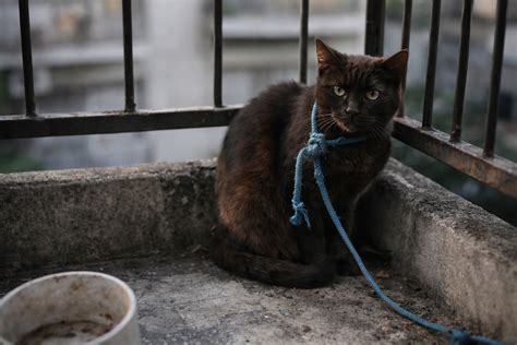 Gatta Legata Sul Balcone Senza Acqua Salvata Allultimo Momento Il