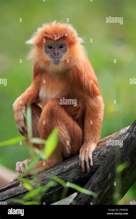 Javan Lutung Trachypithecus Auratus Orange Morph Juvenile Sitting