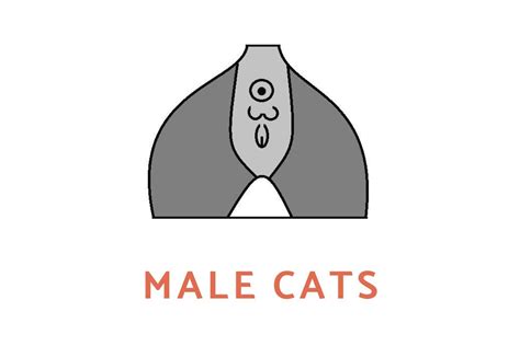How To Tell The Difference Between Male Vs Female Kittens Sexing Cats With Pictures