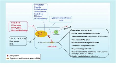 The Cellular Response Of Intracellular CIRP And Its Role Upon Stress Download Scientific
