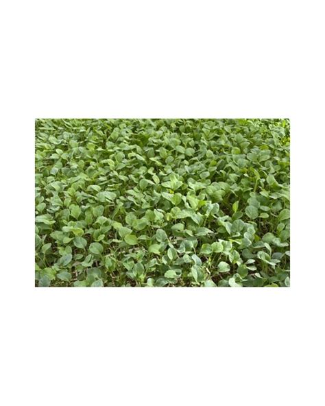 Envíos De Plantas Y Plantones De Brócoli Cepellón Para Huerto