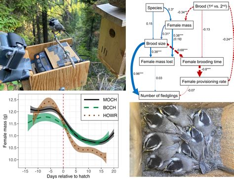 Functional Ecology Vol 39 No 4