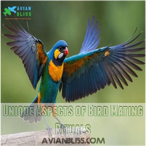 Bird Behavior Mating Rituals Courtship And Dance Unveiled
