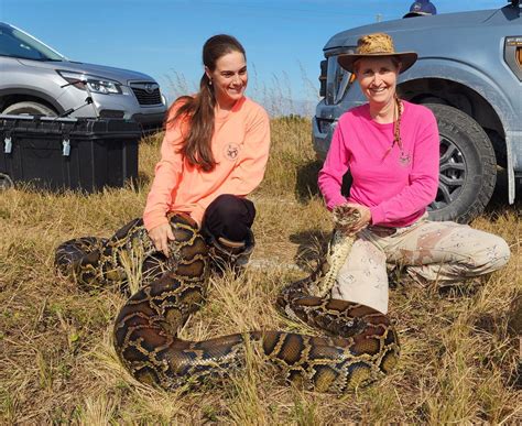 Burmese Pythons Can Use Canals To Expand Their Range In Florida
