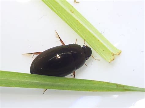 観察水たまりで発見コガムシとヒメガムシの卵のうを観察してみた 水たまりクラブ