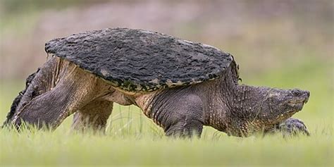 Common Snapping Turtle Wikipedia