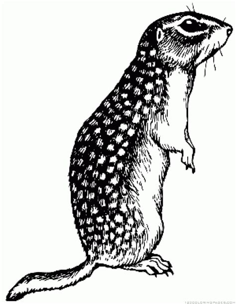 Gopher Sketch At Explore Collection Of Gopher Sketch