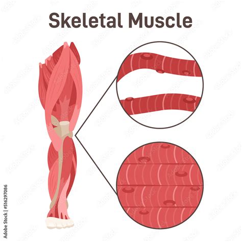 Skeletal Muscle Structure Leg Muscle Anatomy Didactic Scheme Stock Vector Adobe Stock